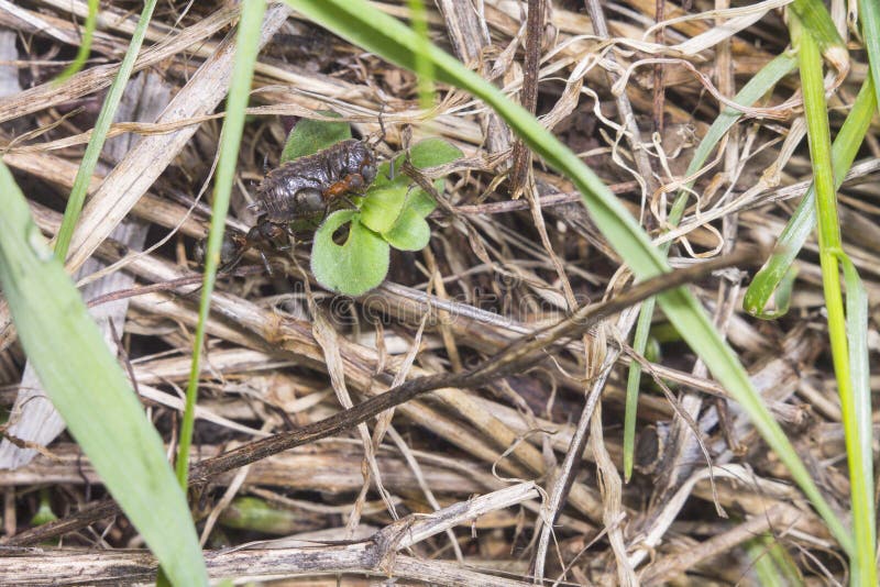 Ants - Battle with the Prey Stock Photo - Image of worker, battle: 94491326