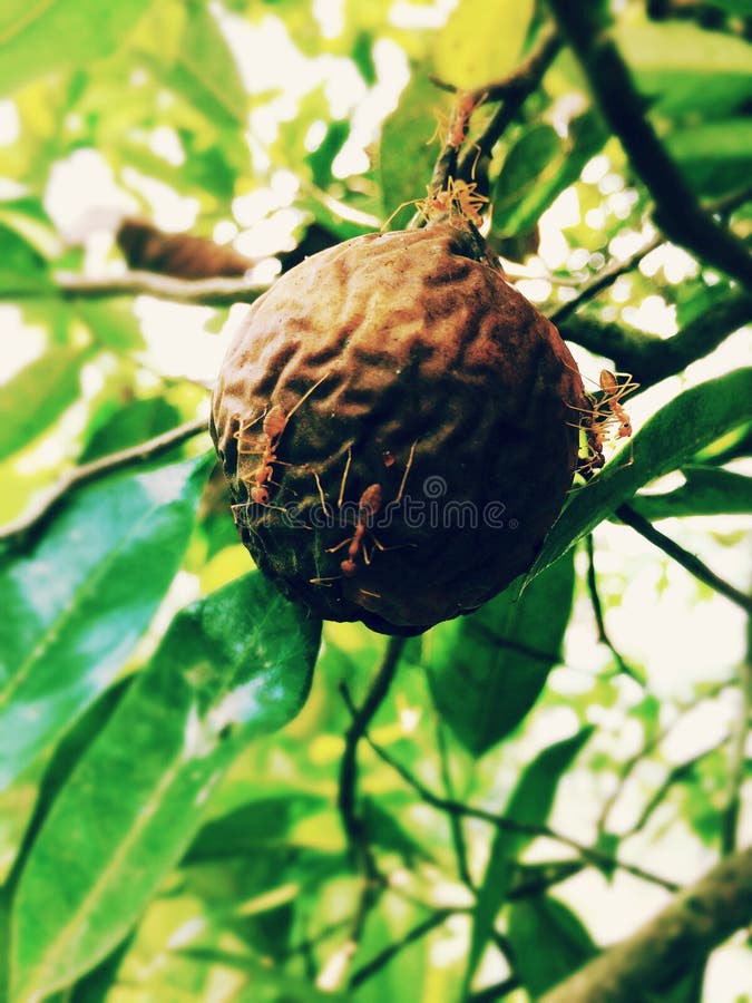 Ants stock photo. Image of plant, nature, beautiful, ants - 69819376