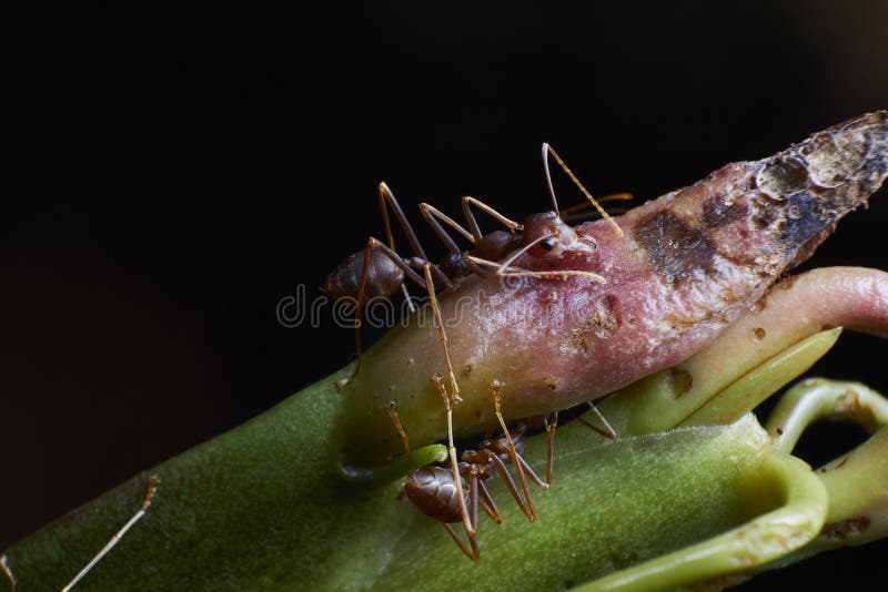 Ants biting plant stock photo. Image of drink, juice - 65025876