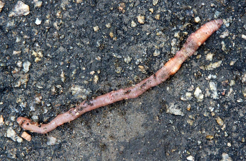 Ants on a dead rainworm stock image. Image of death - 129935369