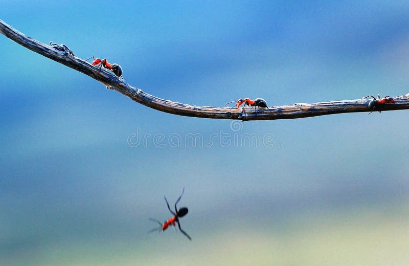 Ants on Branch and One Falling Stock Image - Image of insects ...
