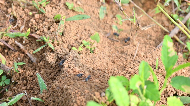 Ants are Bringing Soil from Inside the Ground. Stock Video - Video of ...