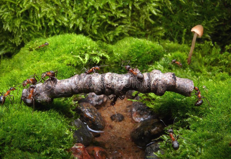 Ants build bridge stock photo. Image of bridge, construction - 3638084