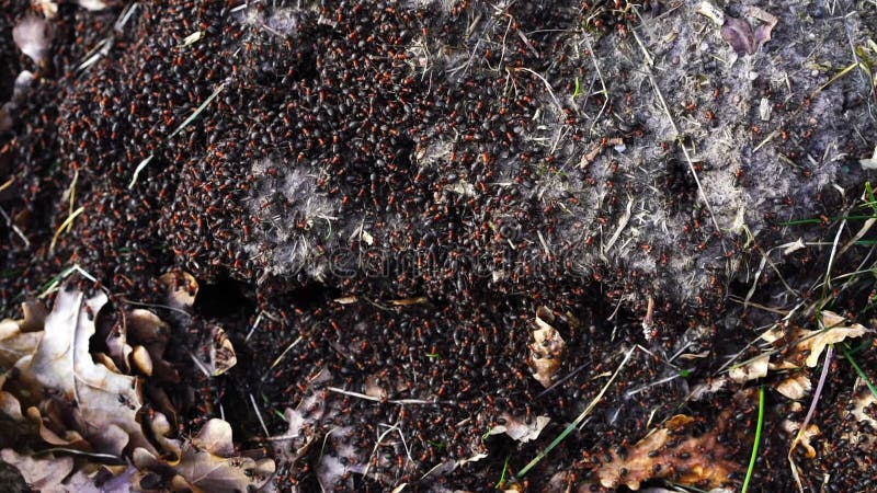 Ants Build Their Anthill in the Spring. the Work and Life of Ants after ...