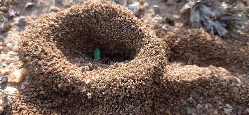 Ants Build a House with Ladder Stock Image - Image of construction ...