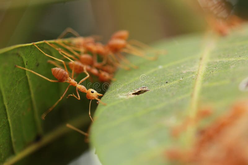 Ants building the nest. stock photo. Image of wildlife - 87495416