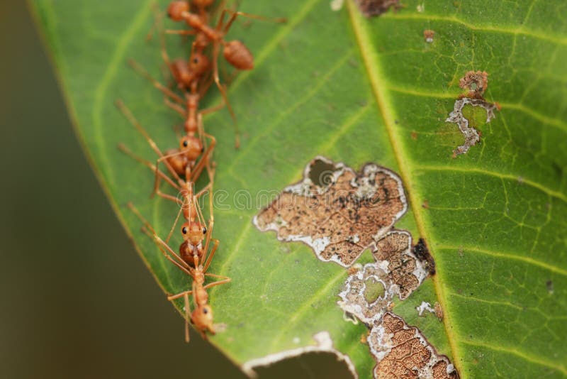 Ants building the nest. stock photo. Image of horizontal - 87495522