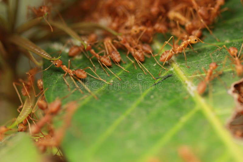 Ants building the nest. stock photo. Image of eggs, tree - 87495658