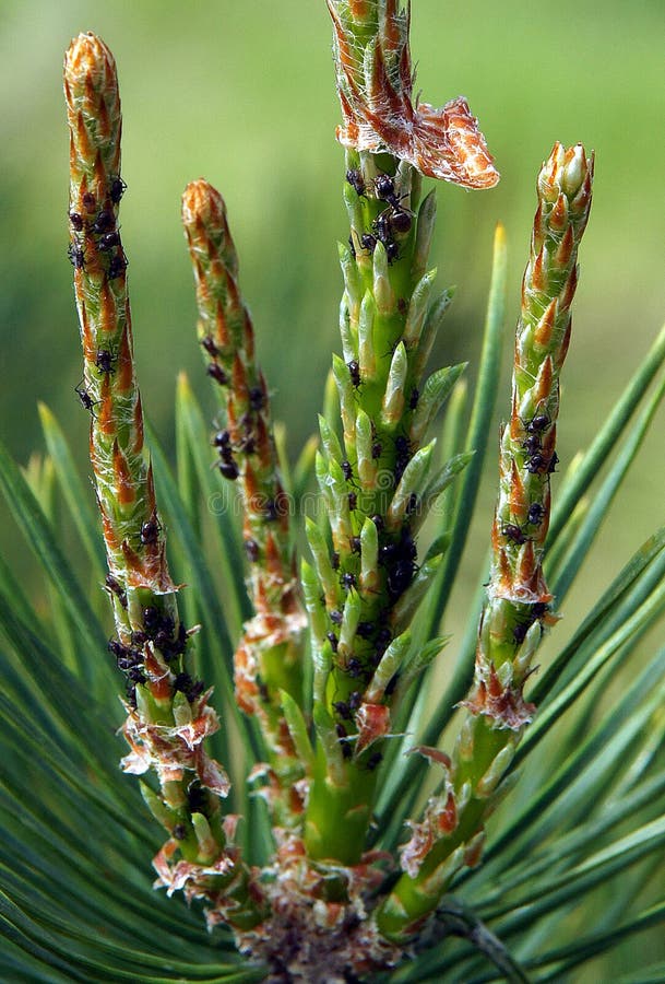 Ants carry the Aphids stock photo. Image of natural - 133913464