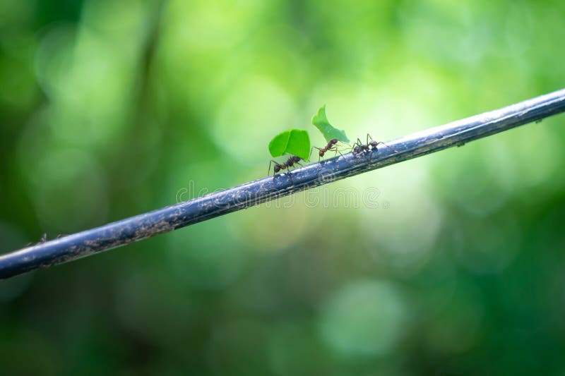 Ants carry large leaves stock photo. Image of working - 215604720