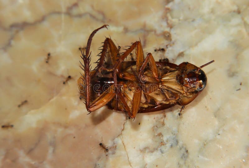 Ants Carrying an American Cockroach. Insects, Insect. Bugs, Bug. Stock ...
