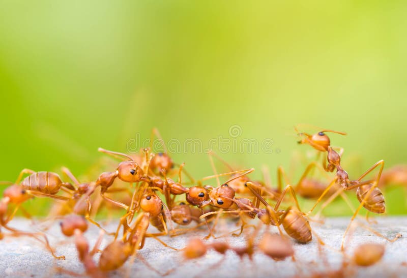 Cannibal Funeral Clipart Stock Photos - Free & Royalty-Free Stock ...