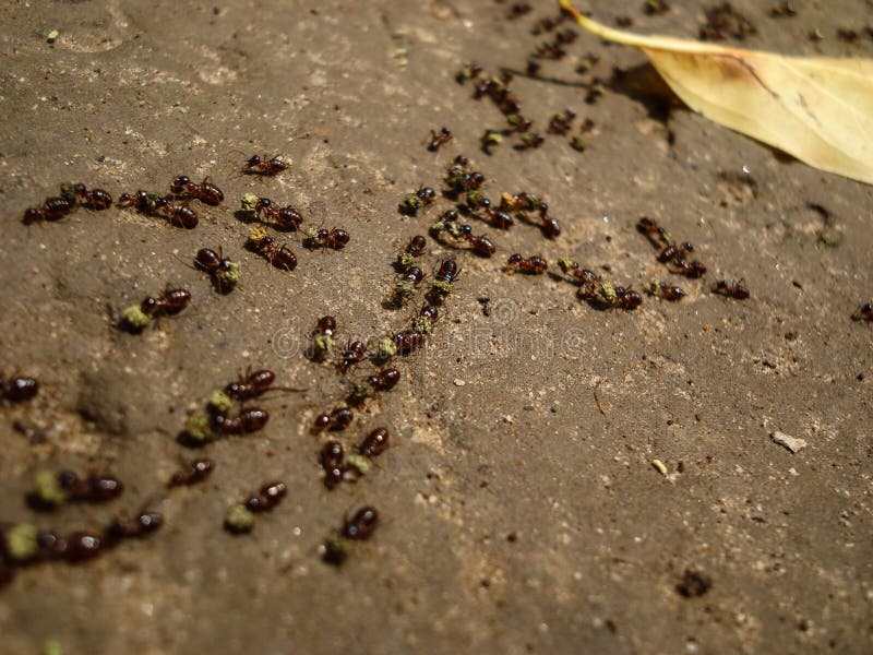 An Ant Carrying Foods Alone Stock Image - Image of ecology, animal ...