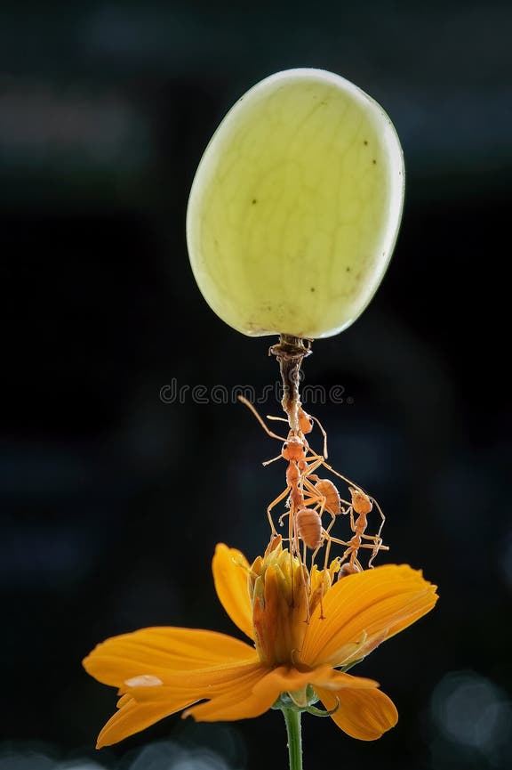 Ants Carrying the Fruit on Flower Stock Photo - Image of fresh, back ...