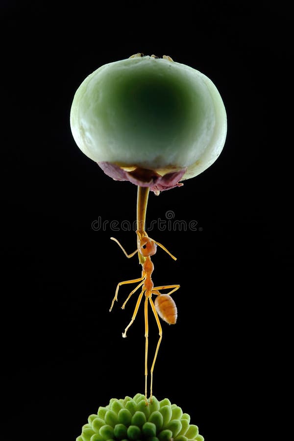 Ant Carrying the Fruit on Flower Stock Image - Image of carrying, fresh ...