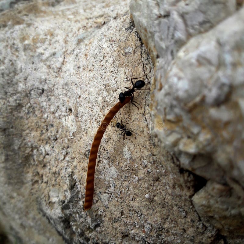 Ants Carrying Rock Stock Photos - Free & Royalty-Free Stock Photos from ...