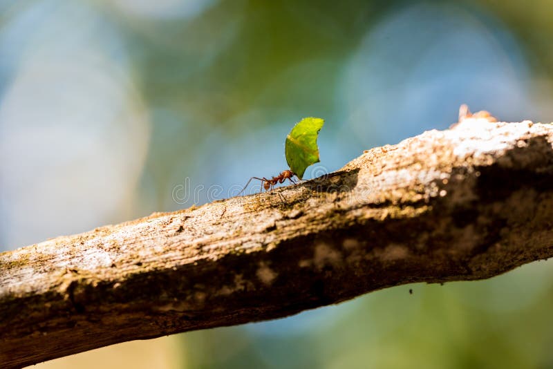 Ants are Carrying on Leaves Stock Image - Image of fight, carrying ...