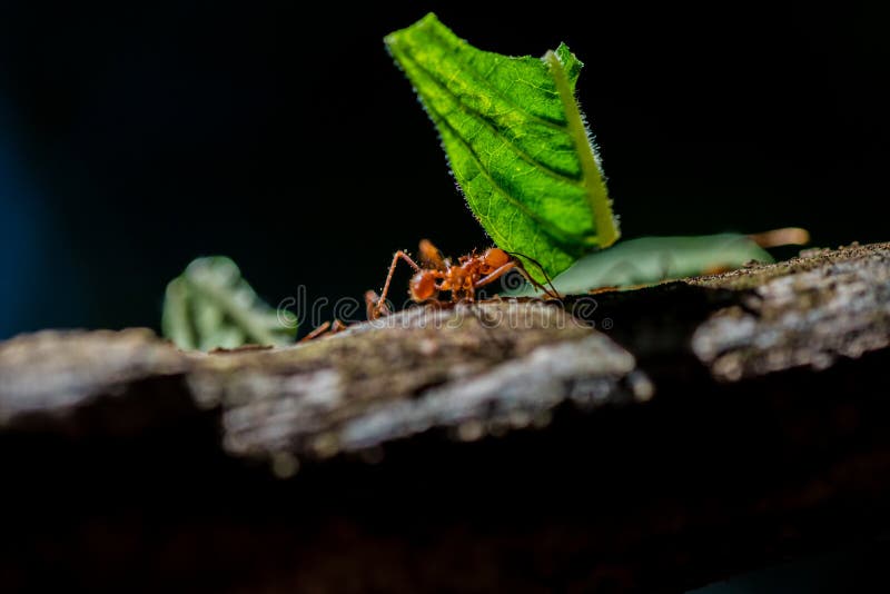 Ants are Carrying on Leaves Stock Image - Image of insects, teamwork ...