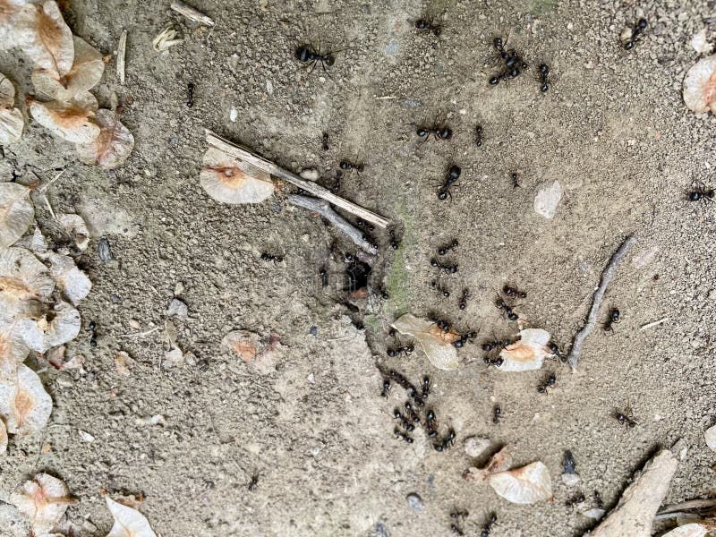 Ants Carrying Sticks and Leaves Stock Image - Image of leaves, nature ...