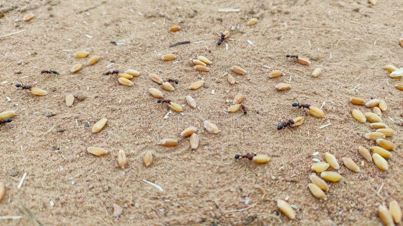 A Lot of Ants Eat Wheat Bread. Stock Image - Image of ants, animal ...
