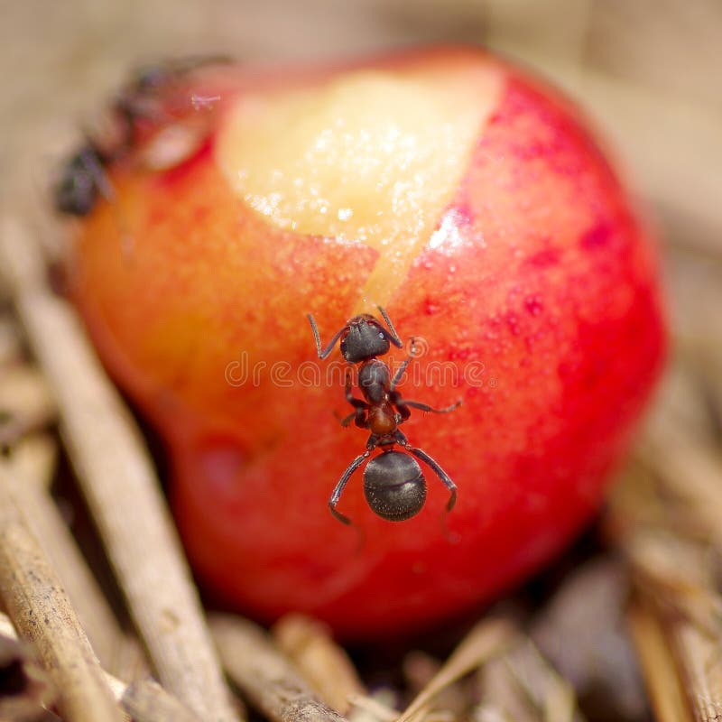 Ants and cherry stock photo. Image of carrying, macro - 92130498