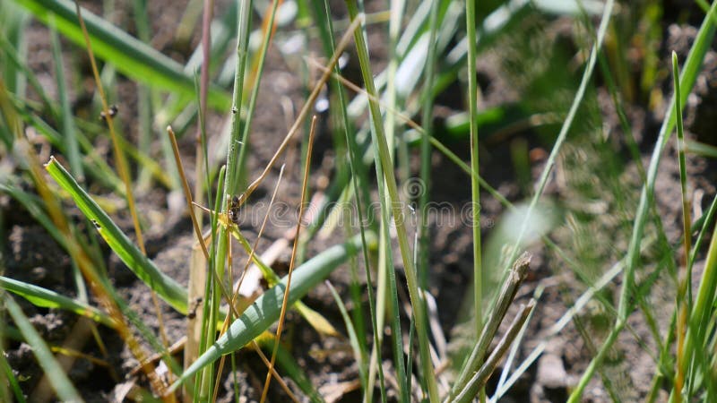 Ants Climb on the Grass Close Up Stock Footage - Video of fauna ...