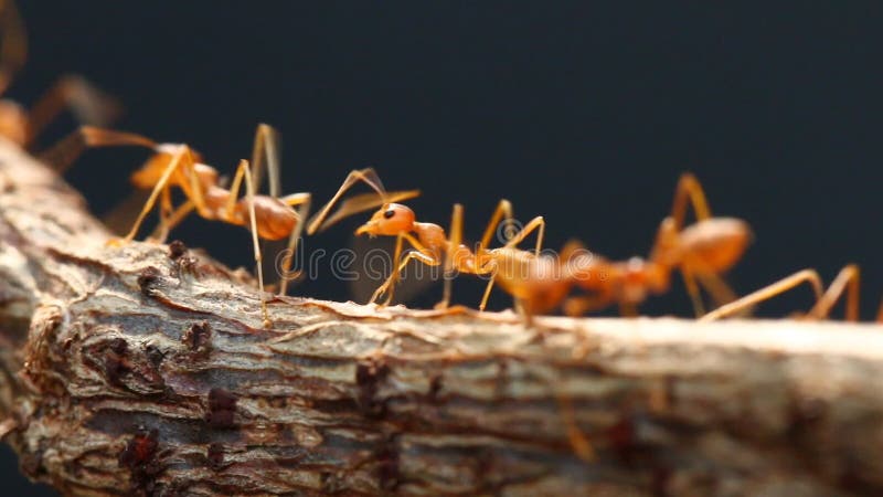 Ants Climbing on Tree with Sunlight Stock Footage - Video of leaves ...