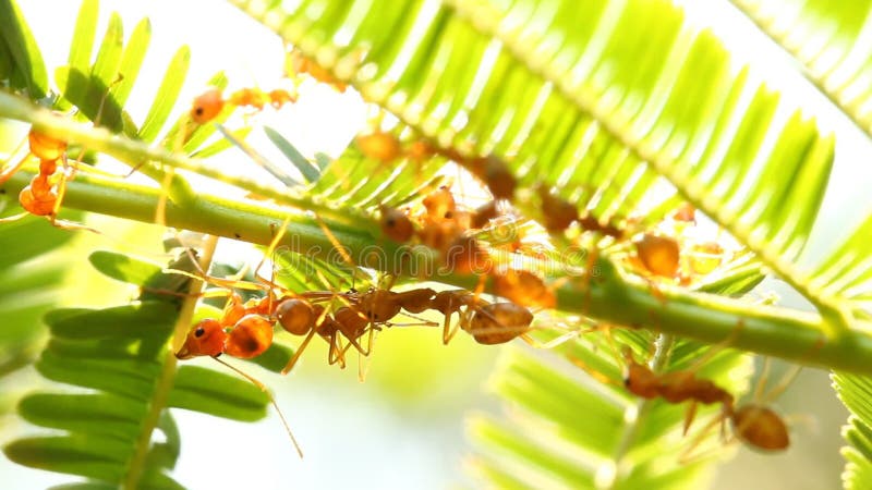 Ants Climbing on Tree with Sunlight Stock Footage - Video of bridge ...