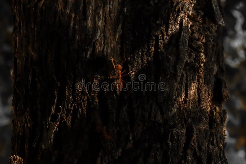 Ants climbing up a tree stock image. Image of road, forest - 162327921