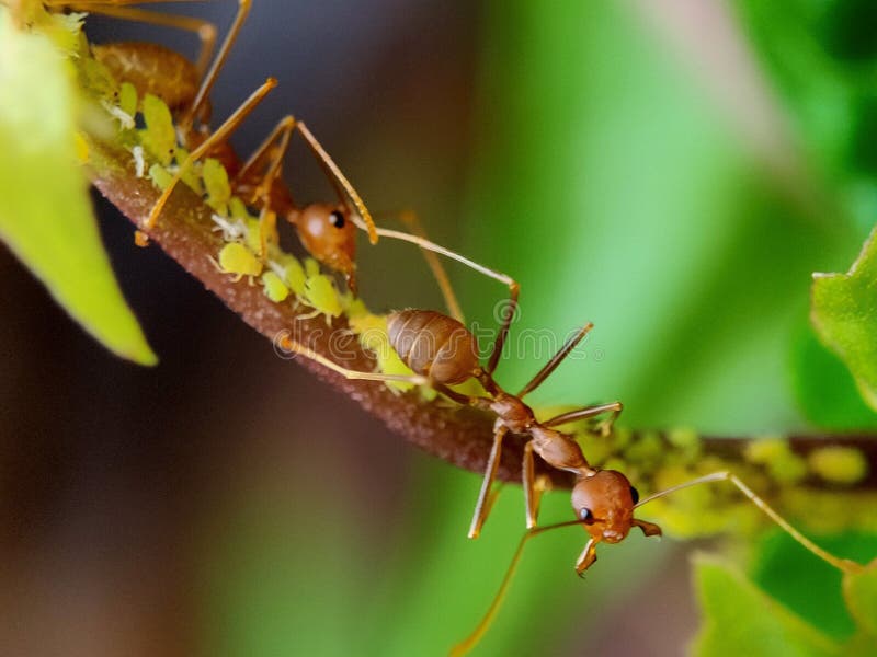 The Ants Cluster in the Branches of Green Leaves Stock Photo - Image of ...