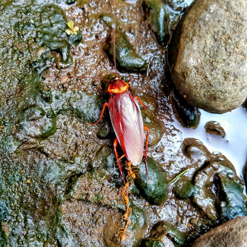 Ants and Cockroaches Walking Near the River Stock Photo - Image of ...