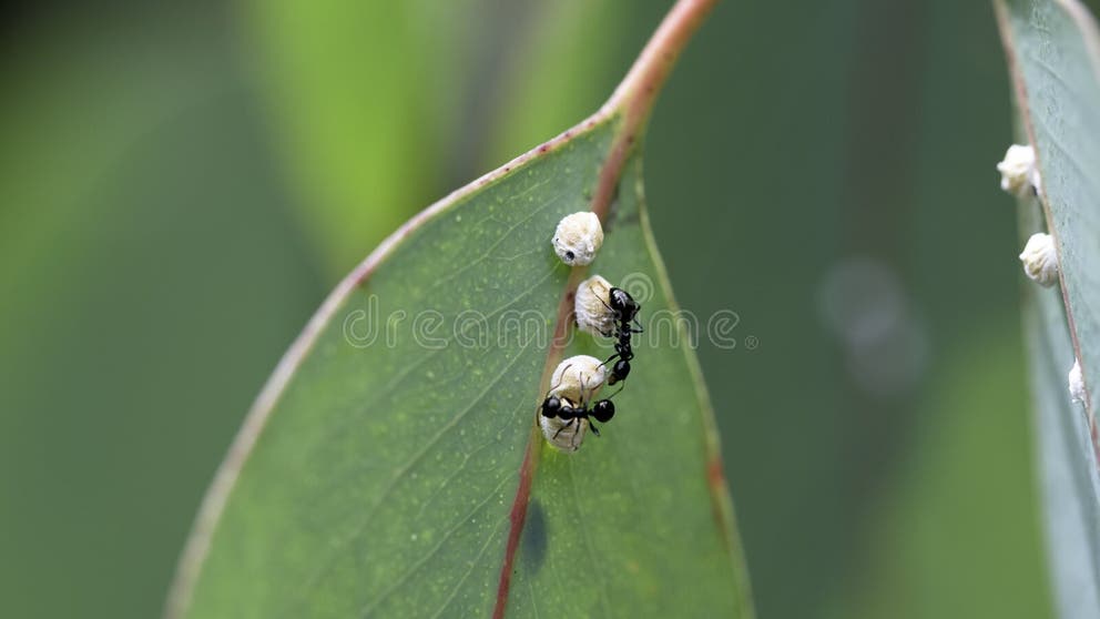 Ants with Cocoons stock photo. Image of wildlife, wild - 63829870