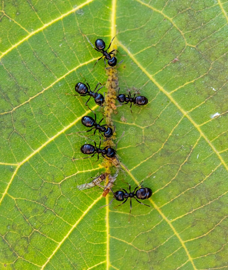 Ants Collect Aphids on a Tree Leaf. Macro Stock Image - Image of leaf ...
