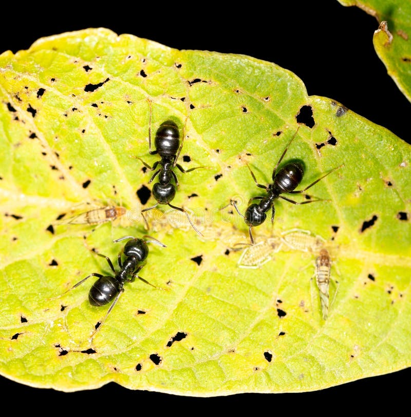Ants Collect Aphids on a Tree Leaf. Macro Stock Image - Image of macro ...