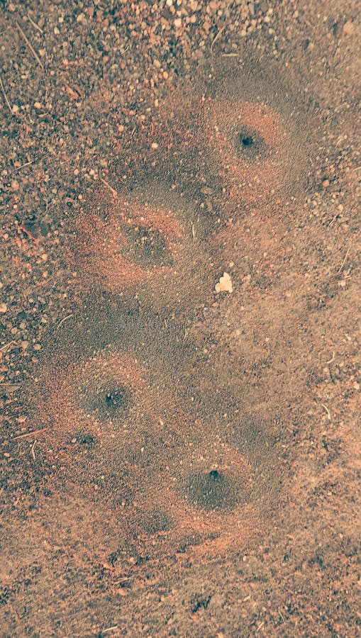 Ants colony stock photo. Image of parks, clouds, farm - 140312086