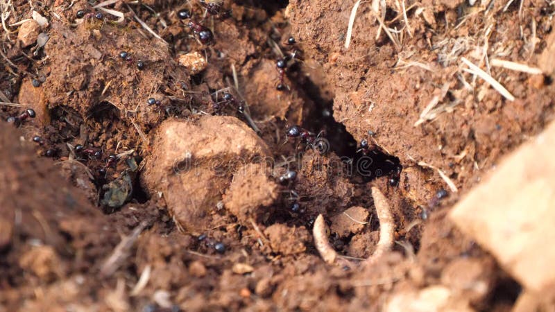 Ants in slow motion stock footage. Video of challenge - 132245656