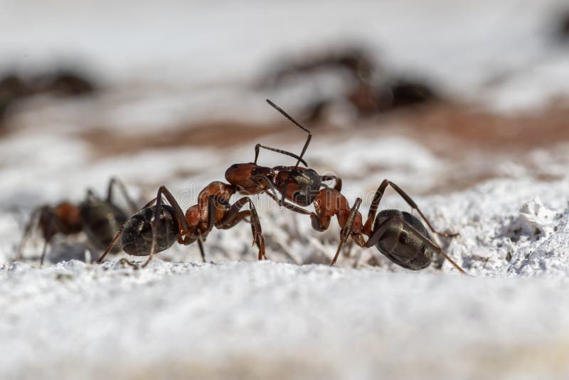 Communication Of Ants, Dialog, Links Stock Photo - Image of ties ...