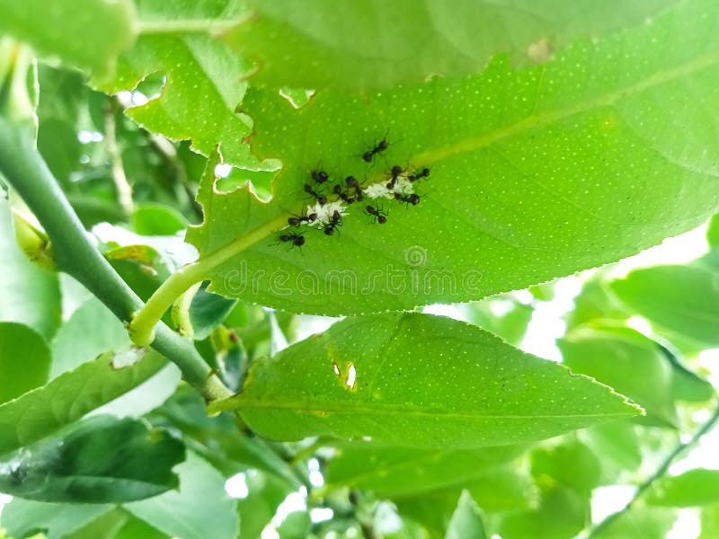 Ants on Lemon leaf stock photo. Image of plants, cotton - 109250070
