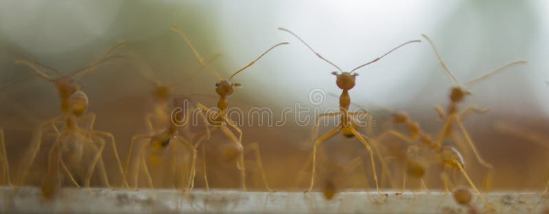 Ants Couple Looking at the Camera Stock Photo - Image of ants, looking ...