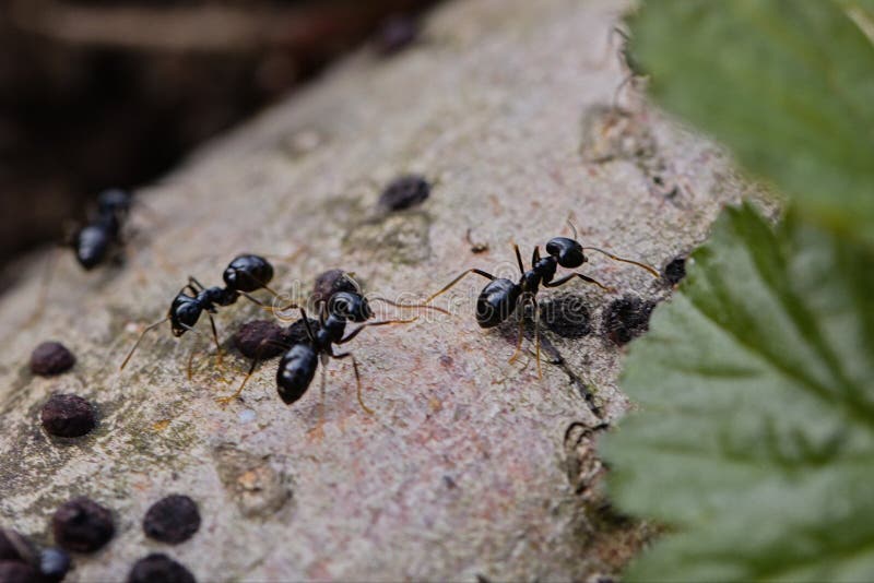 Ants Crawl Across a Wind-felled Tree Trunk, Navigating the Bark Deep in ...