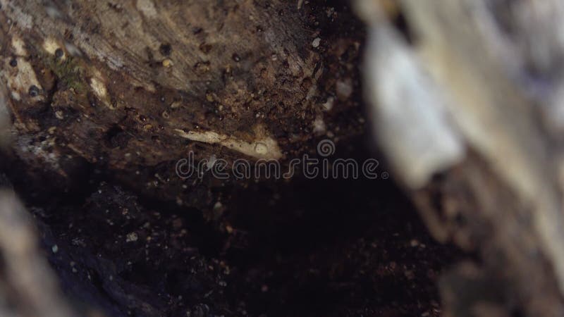 Ants Crawl and Carry Larva in a Log Stock Video - Video of insects ...