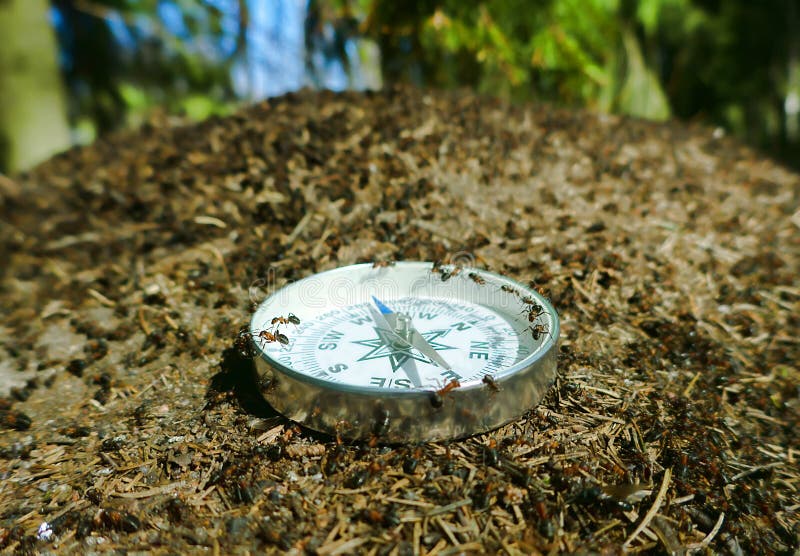 Ants crawl on the compass stock image. Image of guide - 255504093