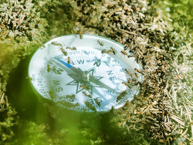 Ants crawl on the compass stock photo. Image of oriented - 282209292