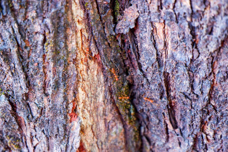Ants Crawling on the Rough Tree Bark Surface Stock Photo - Image of ...