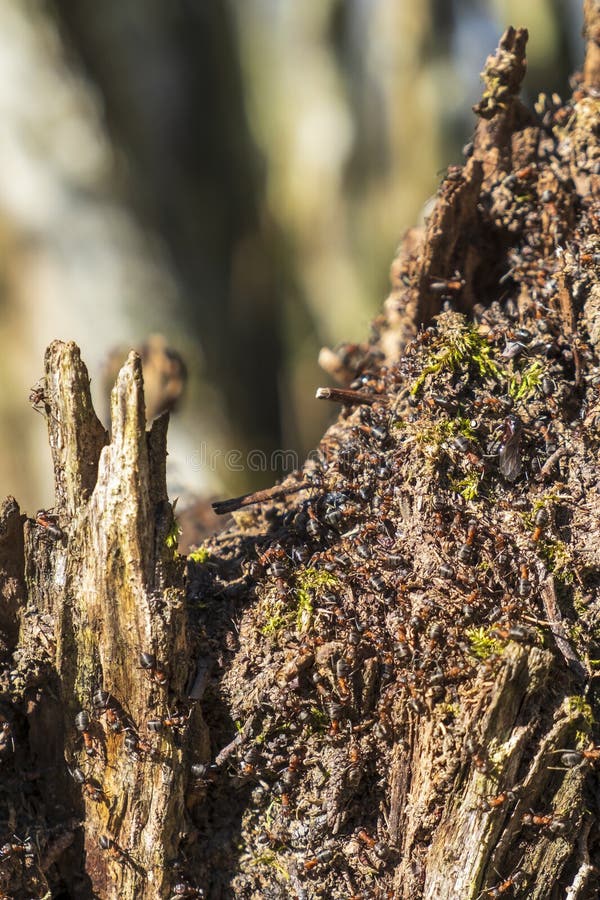 Ants Crawling on a Tree Stump on a Sunny Spring Day Stock Photo - Image ...