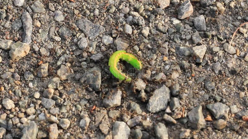 Ants and Dead Green Caterpillar Stock Footage - Video of animal, hidef ...
