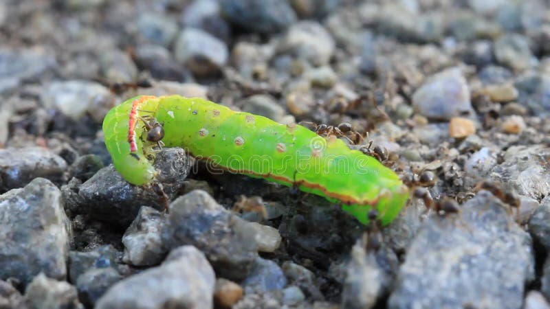 Ants and Dead Green Caterpillar Stock Footage - Video of animal, hidef ...