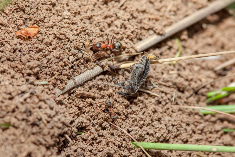 Ants and deat insect stock image. Image of pismire, arthropods - 83850365
