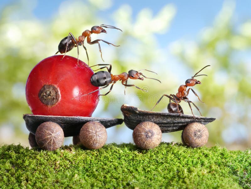 Ants Deliver Red Currant with Trailer, Teamwork Stock Photo - Image of ...