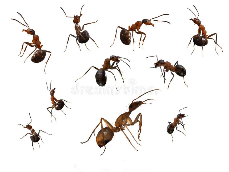 Ants in different poses stock photo. Image of movement - 202464206